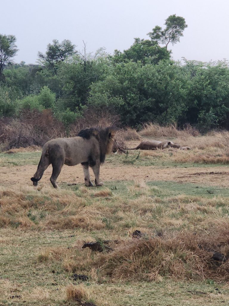Guided Bush Walk (Morning Only) - Dinokeng Activities