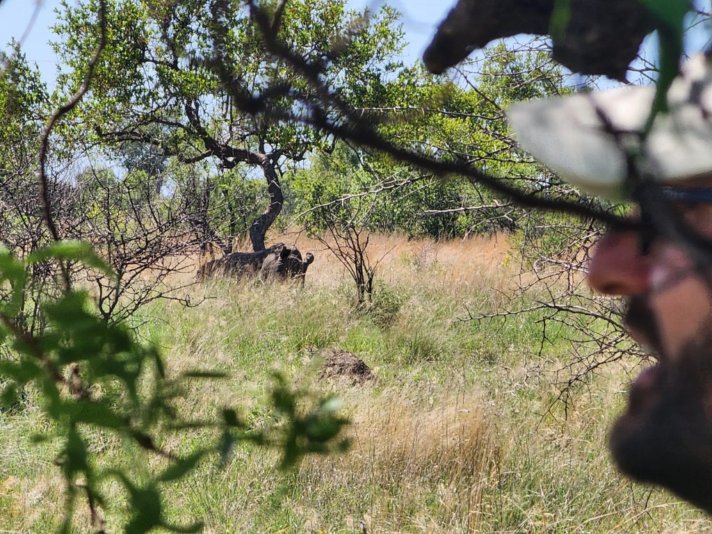 Guided Bush Walk (Morning Only) - Dinokeng Activities
