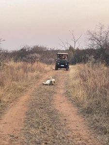 Guided Sunset Game Drive (Afternoon) - Dinokeng Activities