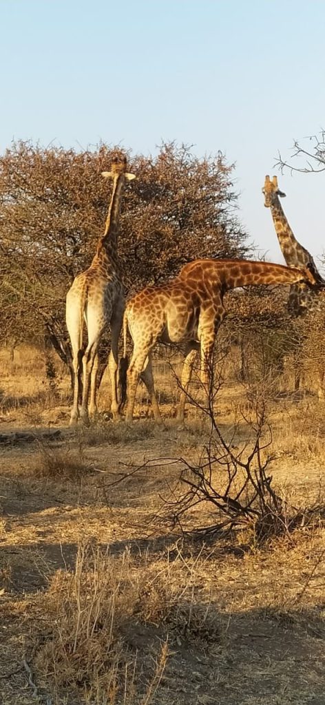 Guided Bush Walk (Morning Only) - Dinokeng Activities