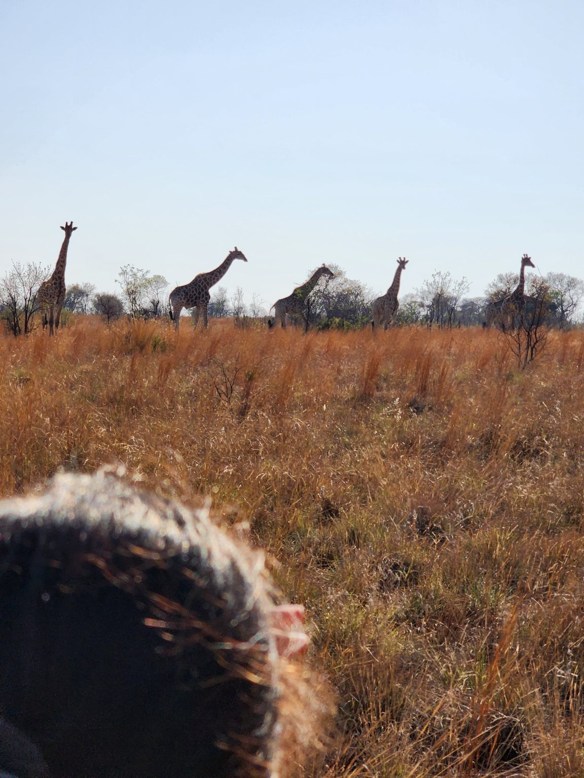 Guided Bush Walk (Morning Only) - Dinokeng Activities