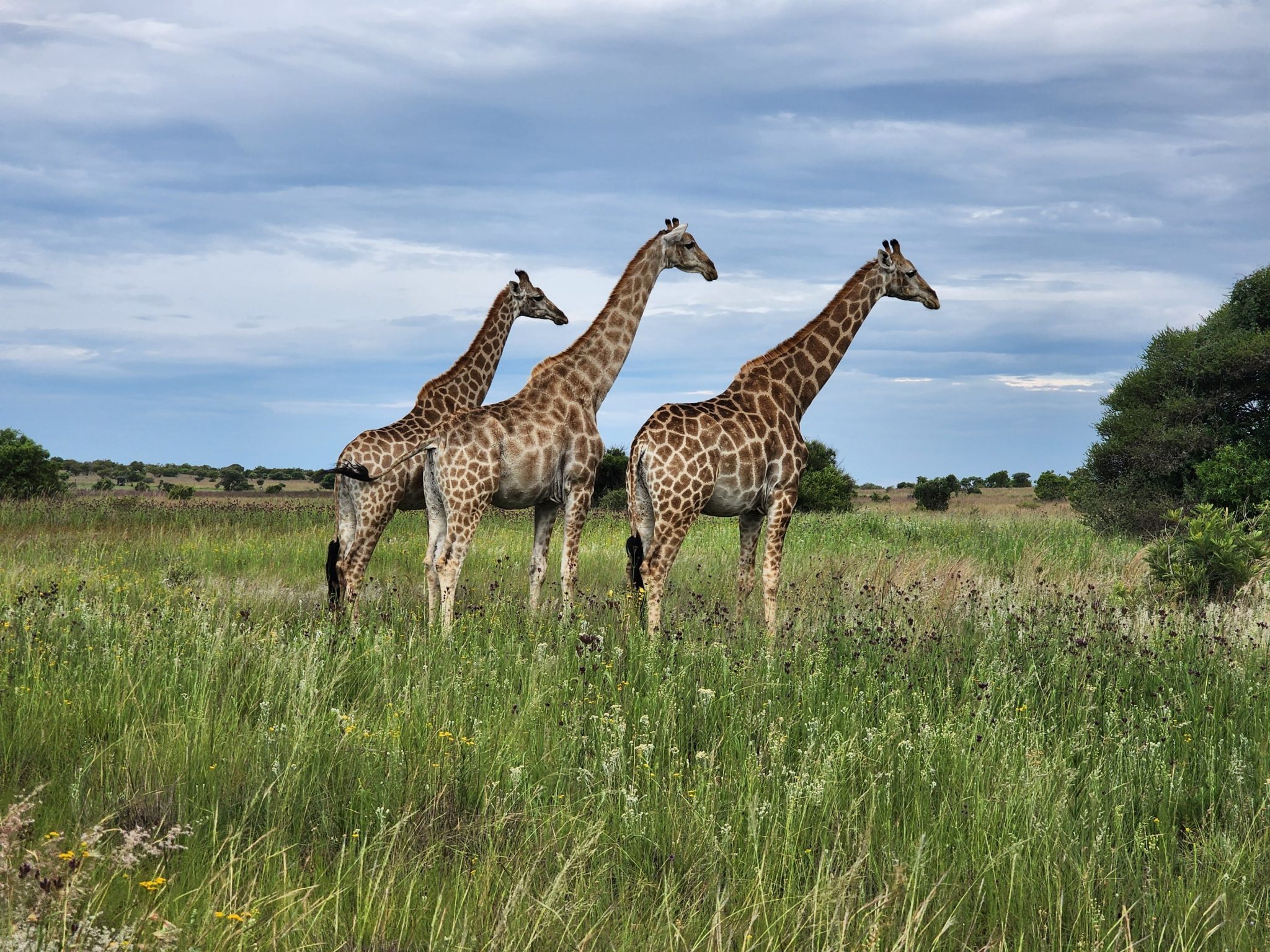 Guided Sunset Game Drive (Afternoon) - Dinokeng Activities