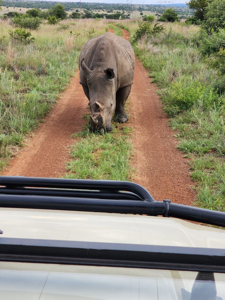 Guided Sunset Game Drive (Afternoon) - Dinokeng Activities