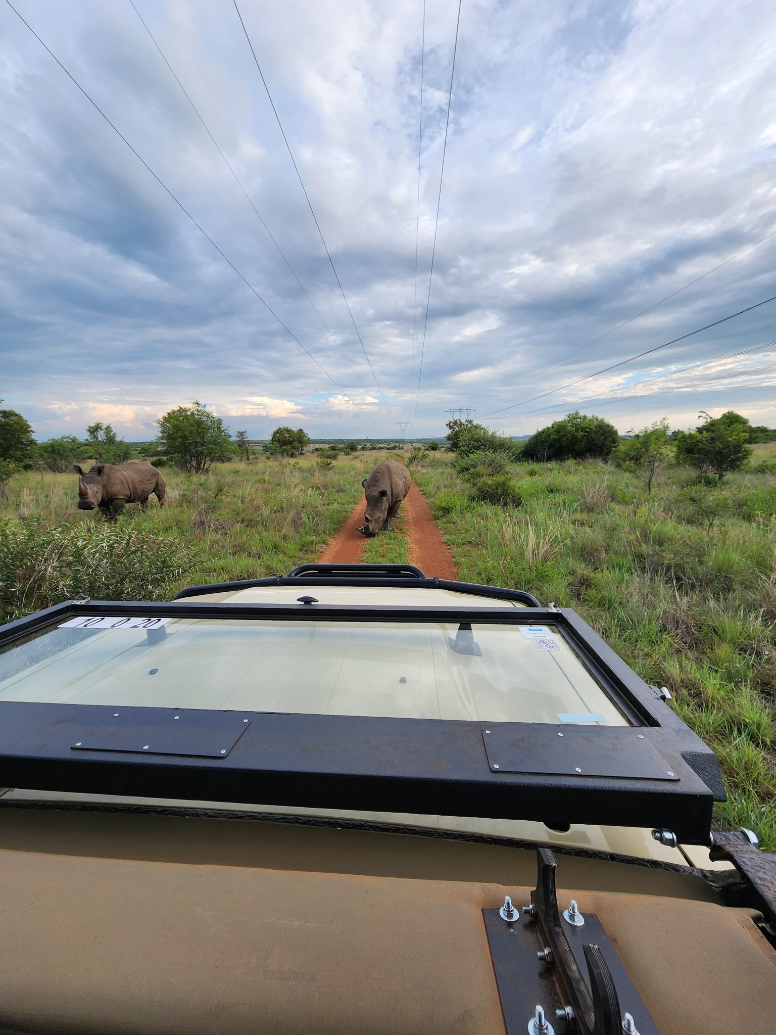 Guided Sunrise Game Drive (Morning) - Dinokeng Activities