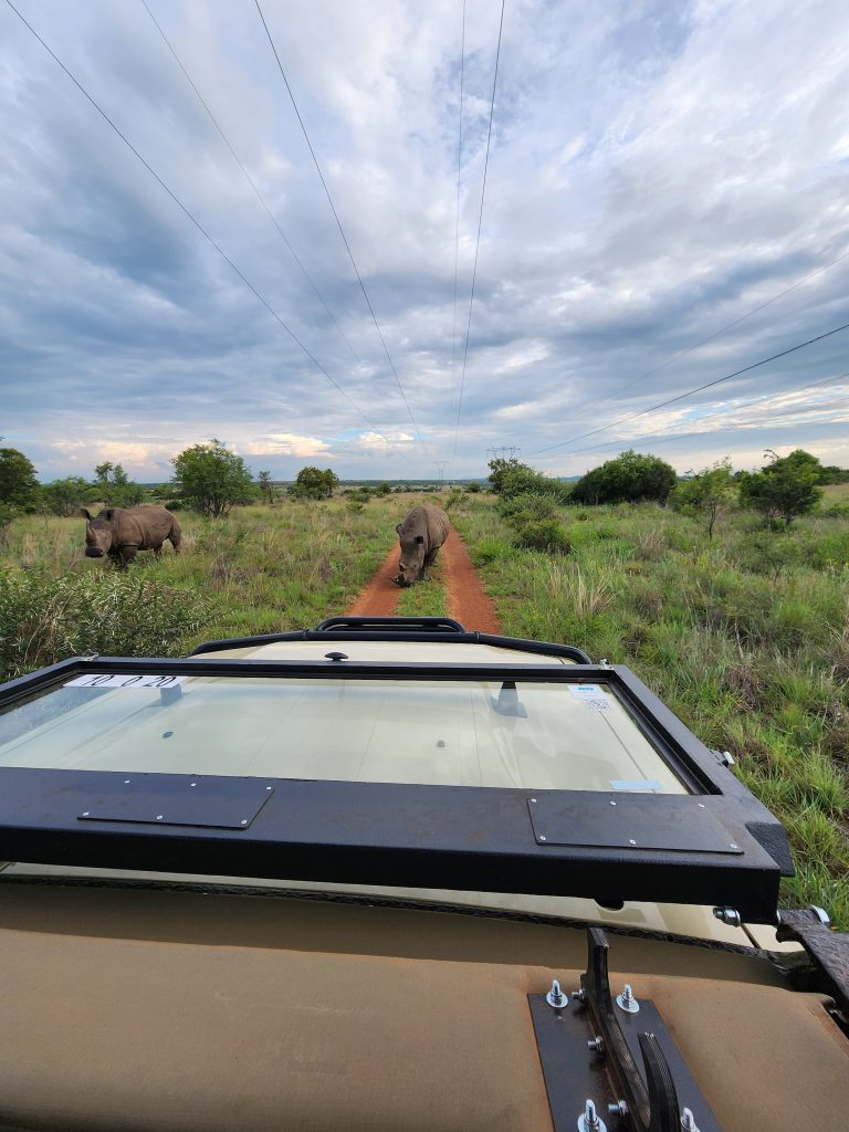 Guided Sunrise Game Drive (Morning) - Dinokeng Activities