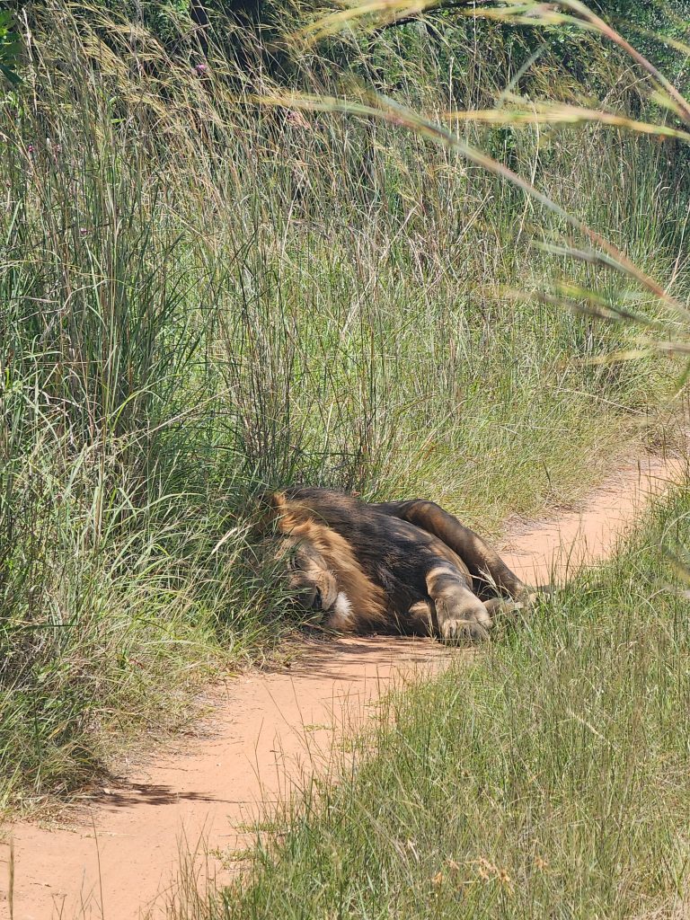 Guided Sunset Game Drive (Afternoon) - Dinokeng Activities