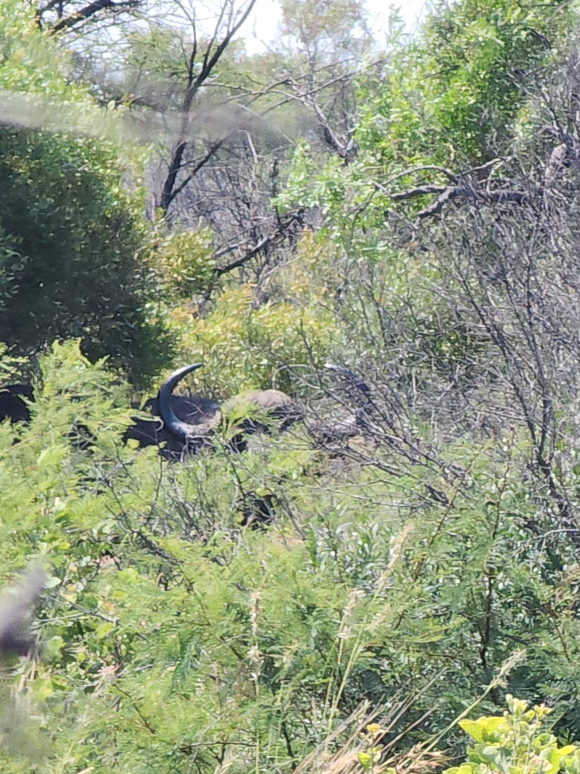 Guided Bush Walk (Morning Only) - Dinokeng Activities